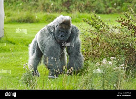 Longleats Beloved Silverback Gorilla Nico Who Has Died Aged 56 And Was