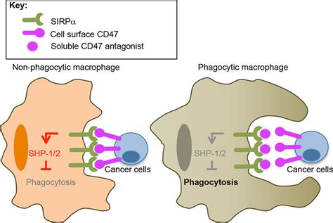 Potentiation Of Macrophage Phagocytosis Of Tumor Cells By Sirp