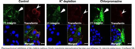 Figure 1 From Lipid Rafts Mediate Internalization Of Beta1 Integrin In