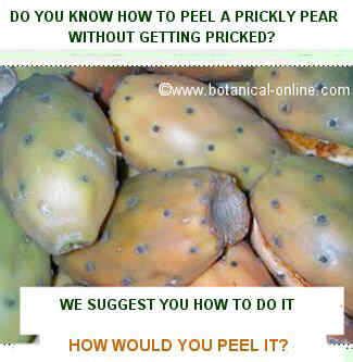 Prickly Pear Recipes Botanical Online