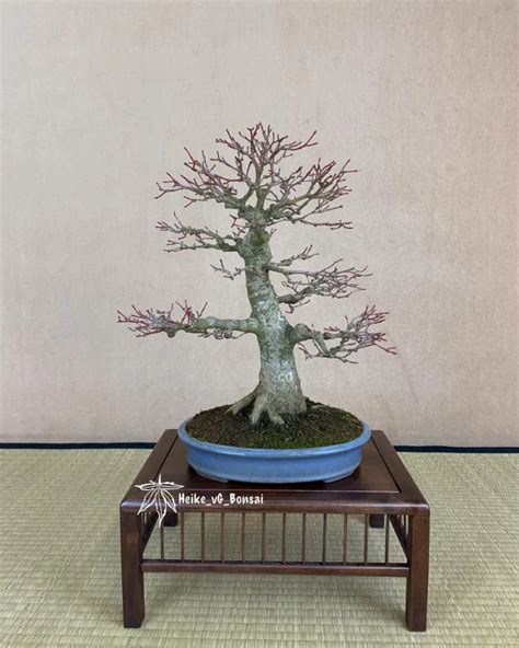 Japanese Red ‘deshojo Maple Bonsai Care Guide Efhec