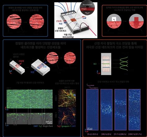 인공 뇌신경 네트워크 구축 신경 조절·모니터링 기술 개발 파이낸셜뉴스