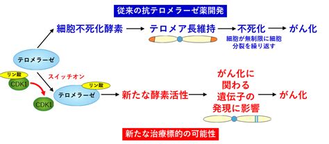 細胞不死化酵素「テロメラーゼ」に新しいがん化機能を発見｜国立がん研究センター