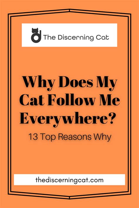 why does my cat attack me out of nowhere 8 reasons why i discerning cat