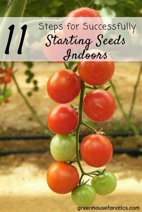 11 Steps For Sucessfully Starting Seeds Indoors • Greenhouse Fanatics