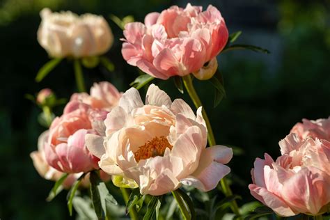 How To Grow Peonies In Australia Tips For Peony Season