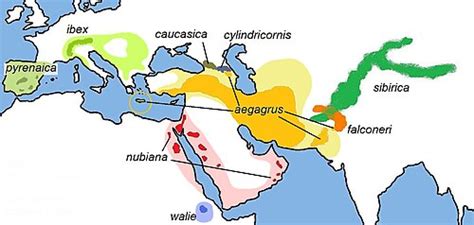 Nubian Ibex Wikipedia