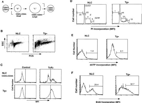 Persistent Activation Of P38 Map Kinase Arrests Cell Cycle In Mkk6glu