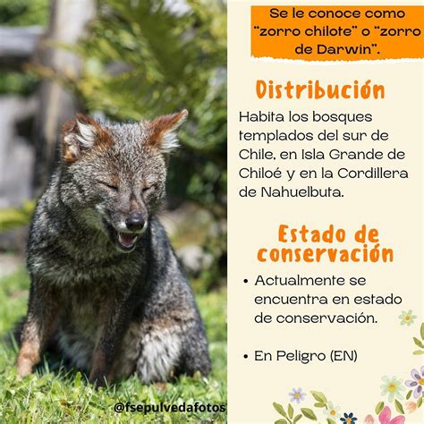 El Zorro Chilote Es Protagonista De Novedoso Material 9 Datos