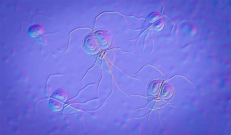Giardiasis What Is Causes Symptoms Diagnosis And Treatment