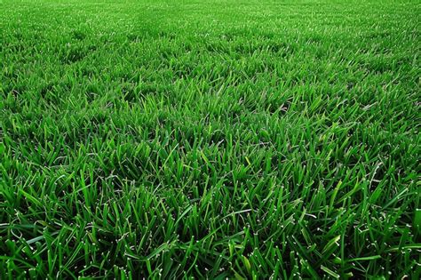 A Field Covered In Rich Emerald Green Grass With A Clear Blue Sky In The Background Rich Emerald
