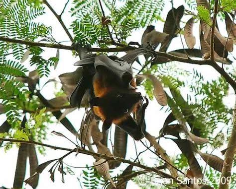 Giant Golden Crowned Flying Fox Project Noah