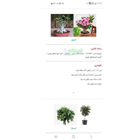خرید و قیمت کتابچه نگهداری گیاهان اپارتمانی، کاکتوس ها و ساکولنت ها از غرفه سهند کاکتوس