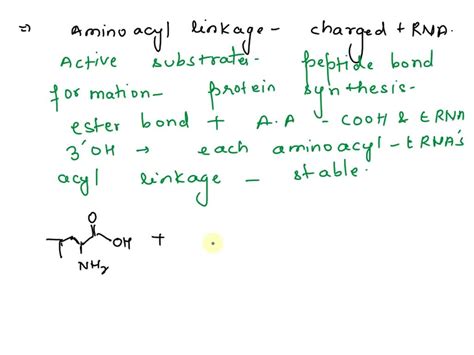 Solved Draw The Free Floating Trna Anticodons Attracted By The Mrna Codons In The Ribosomes