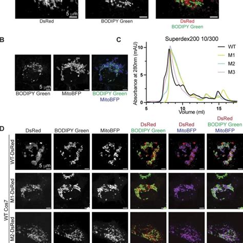 Characterization Of Mutant Miga2 Constructs A Cos7 Cells Were