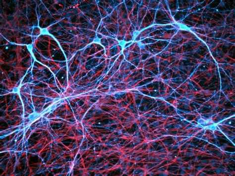 ニューロンは遺伝子の発現によって「経験を記憶」している：研究結果 ニューロン 遺伝子 認知科学