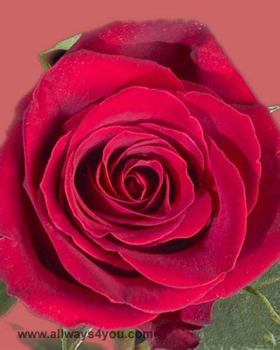 Allways4You: Roses Forever Young Flowers