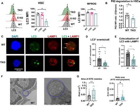 loss of class ia pi3k leads to decreased autophagy in hscs a