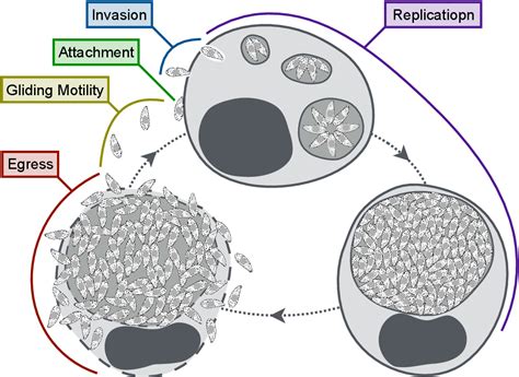 Figure 2 From Phospholipid Biogenesis In The Apicomplexan Parasites Eimeria Falciformis And