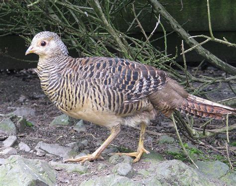 Sexing Pheasants