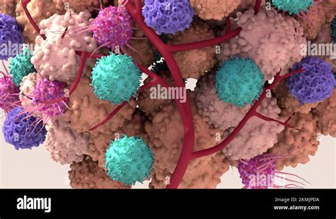 Tumor Microenvironment Normal Cells Molecules And Blood Vessels That