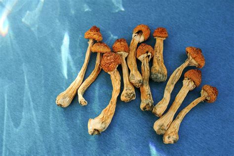 Dried Psilocybe Cubensis