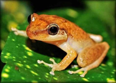 El Coqui De Puerto Rico Puerto Rico Amphibians Frog