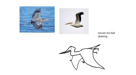330 Best Pterosaur Images On Pholder Paleontology Dinosaurs And