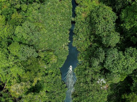 Protecting And Conserving Biodiversity In Sumatra Feature Powered By