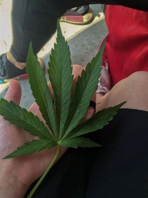 Cannabis Создать мем Meme