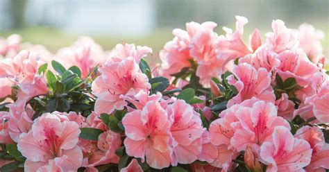 Encore Azaleas Sunny Disposition Exposure Guide Encore Azalea