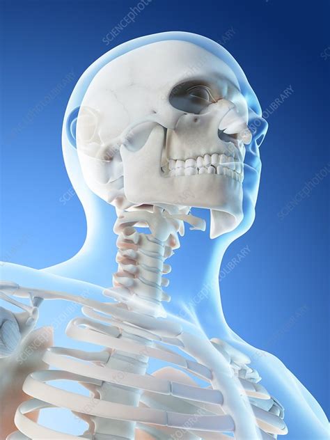 Head And Neck Bones Illustration Stock Image F0266019 Science
