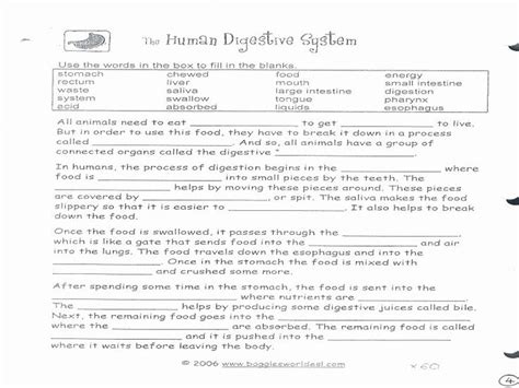 Digestive System Worksheet Answers Inspirational Digestive System