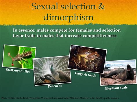 Sexual Dimorphism In Snapping Shrimps Ppt Download