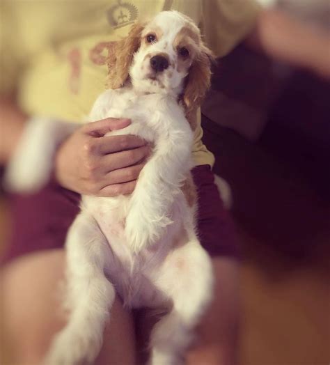 Pin Em Cocker Spaniels