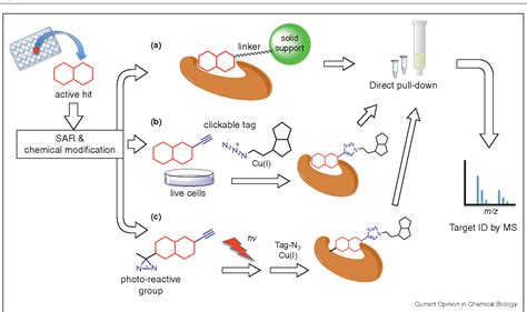 Figure 1 From Target Deconvolution Techniques In Modern Phenotypic