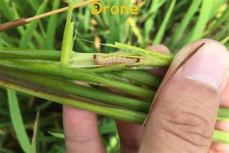 Sâu đục Thân Hại Lúa Idrone