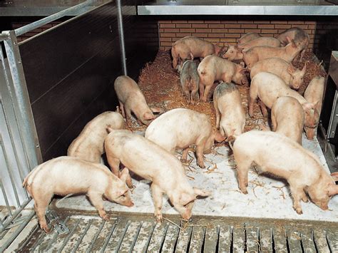 Peste Suina In Un Allevamento Tedesco L Informatore Agrario
