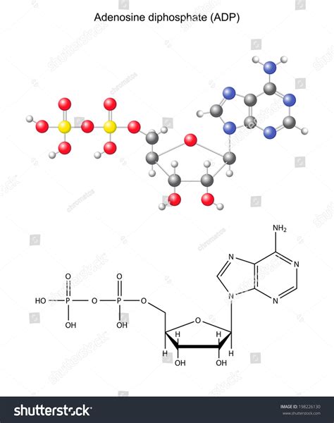 Structural Chemical Formula Model Adenosine Diphosphate Stock Vector