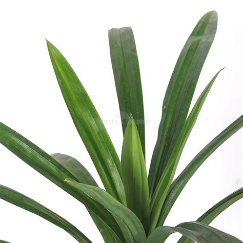 Buy Aromatic Pandan Leaves Basmati Grass Plant Online At Plants Bazar