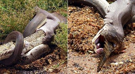 Massive Python Seen Swallowing Crocodile Whole In Viral Photo Space