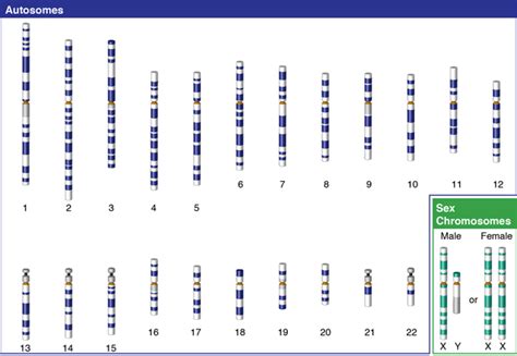 Mucopolysaccharidosis Type II MedlinePlus Genetics