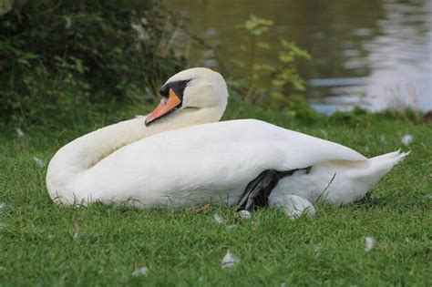 Premium Photo Close Up Of Swan On Grass
