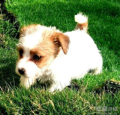 傑克羅素幼犬 品種優良聰明好動賣傑克羅素梗 寵寵微積 寵物買賣 寵物論壇