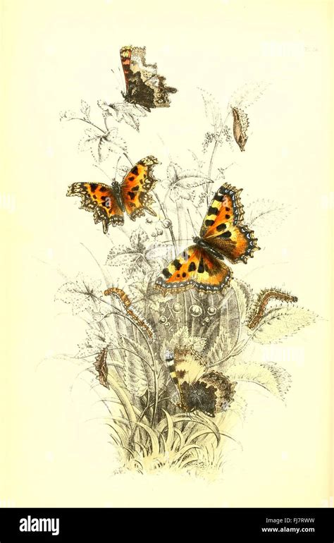 An Illustrated Catalog Focusing On The Classification And