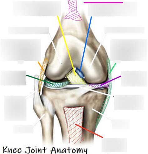 Knee Joints Lab List Diagram Quizlet