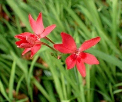 Cosè la falsa fresia scopri le piante della falsa fresia nel giardino