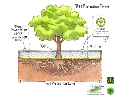 Tree Protection Before During And After Construction South Carolina Forestry Commission