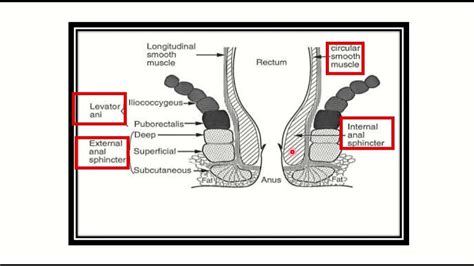 Anal Sphincter External Anal Sphincter Internal Anal Sphincter Youtube