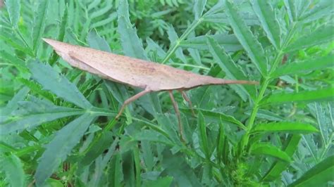 방아깨비 갈색 인생이란가만히스스로를안아주는것책중나의하루는기적입니다노래언더우드의기도해바라기연가중에서고마운당신모출마선언문당신의고마움좋은글중에서원문복원